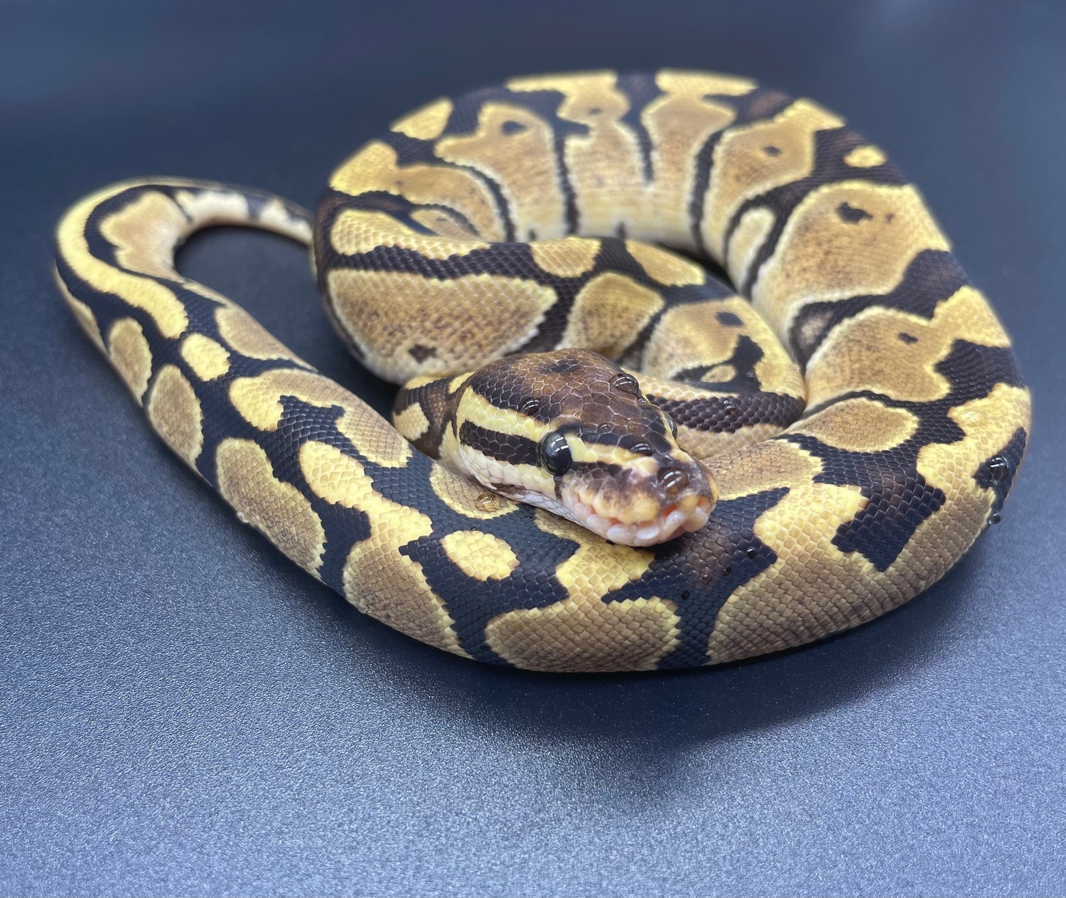 Fire/Vanilla Ball Python by Mischievous Serpents - MorphMarket