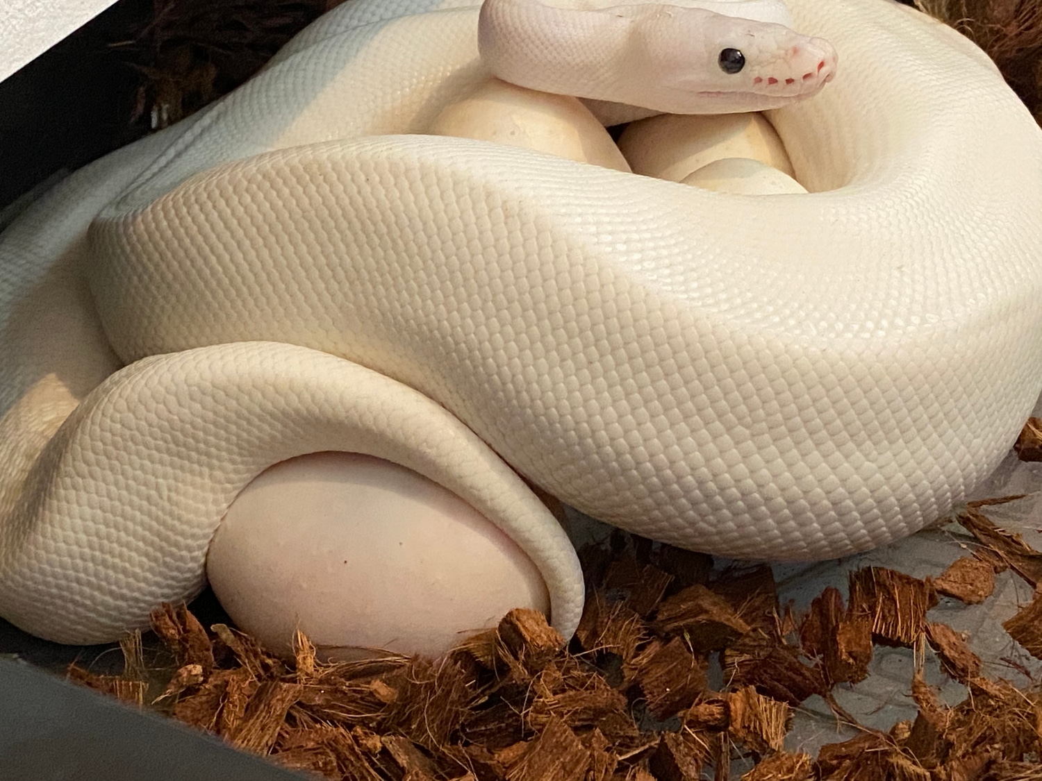 Spied (White Wedding) Ball Python by Suffolk Pythonz - MorphMarket