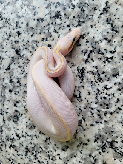 Super Pastel Highway Ball Python by Master Ball Morphs