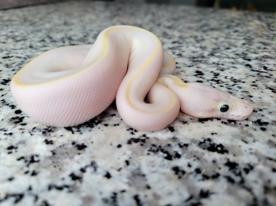 Super Pastel Ivory Ball Python by Master Ball Morphs