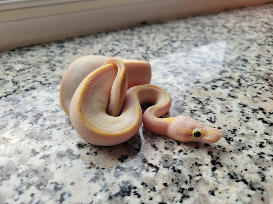 Super Pastel Highway Ball Python by Master Ball Morphs