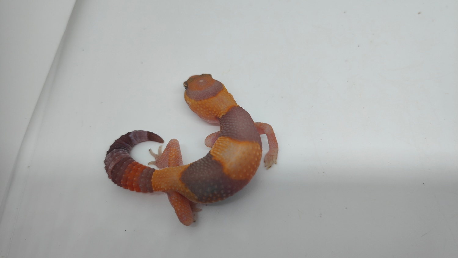 Amel African Fat-Tailed Gecko by Amp Reptile - MorphMarket