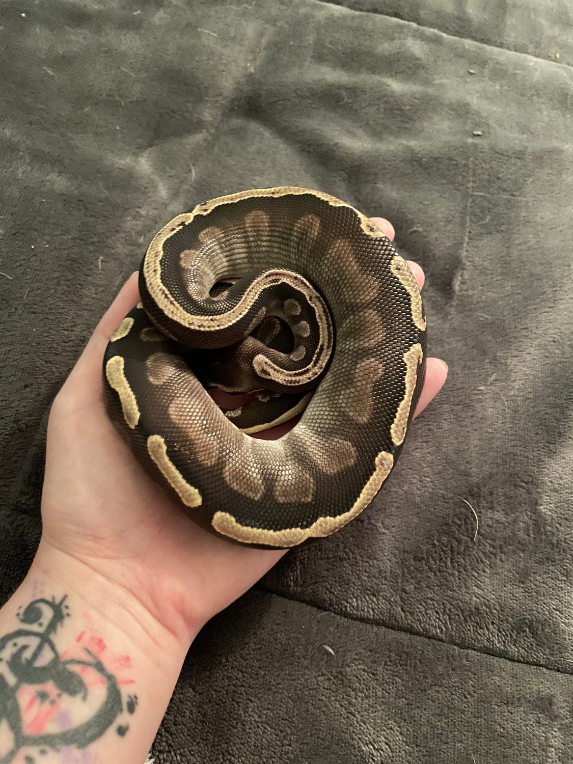 GHI Mojave Ball Python by Magik Morphs - MorphMarket