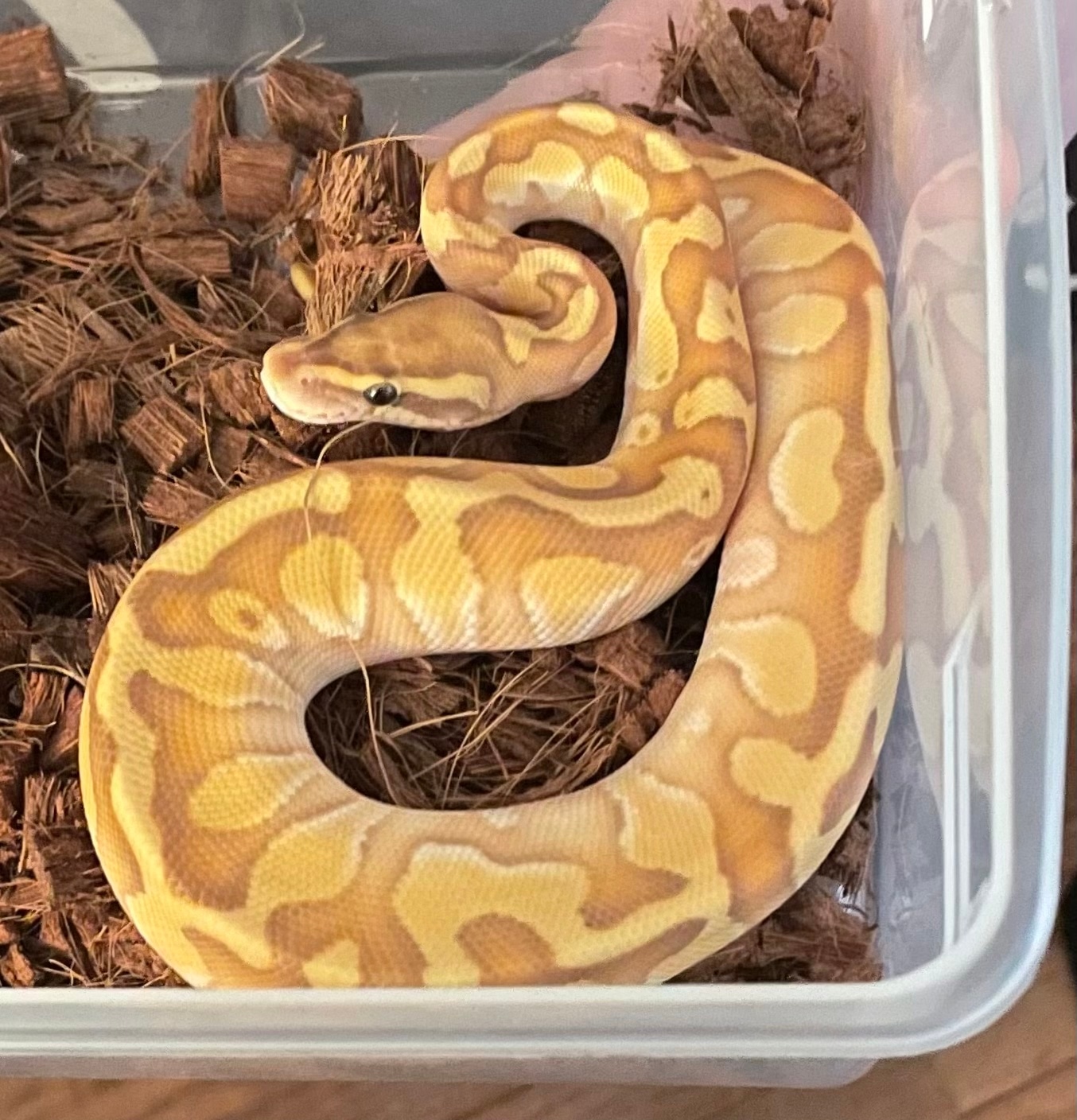 Enchi Coral Glow Lesser Ball Python by Magik Morphs - MorphMarket