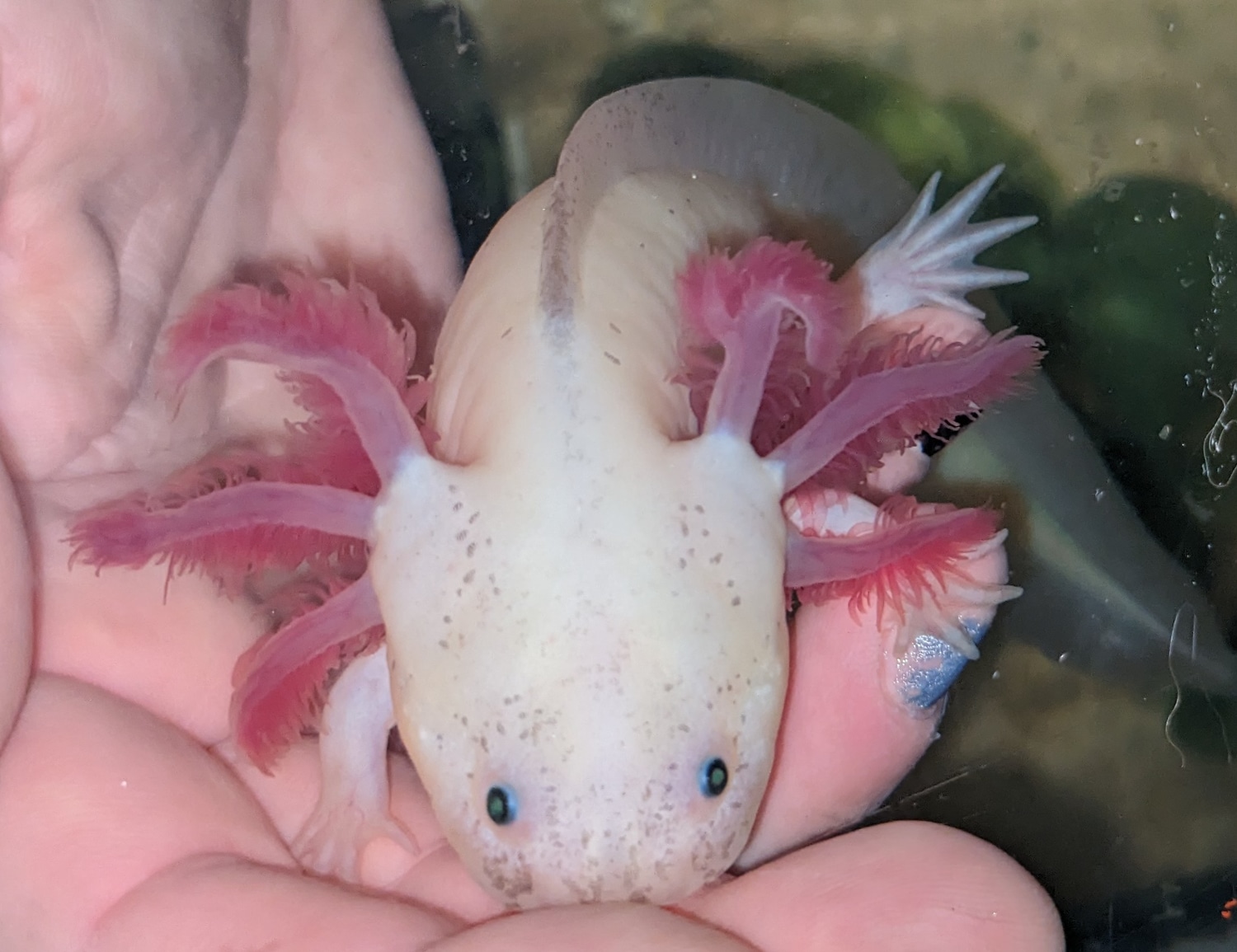 GFP Leucistic Axolotl by Ashleys Axolotls&Exotics - MorphMarket