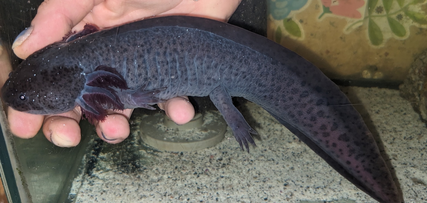 Axanthic Melanoid FEMALE Axolotl by Ashleys Axolotls&Exotics - MorphMarket