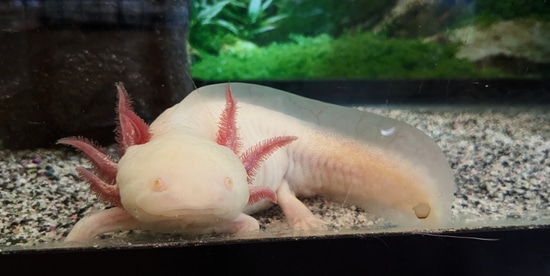 Albino GFP Female Axolotl by AshleysAxolotls&Exotics LLC