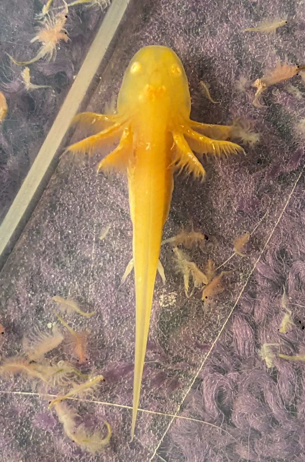 Golden Albino Axolotl by AshleysAxolotls&Exotics LLC - MorphMarket