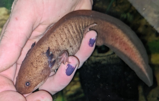Copper Male Axolotl by AshleysAxolotls&Exotics LLC