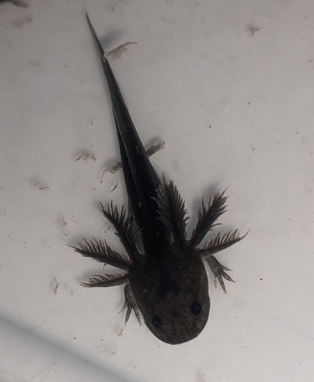 Black Melanoid Axolotl by AshleysAxolotls&Exotics LLC