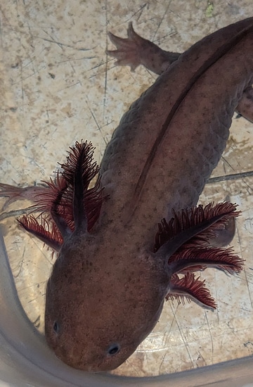 MAC Copper Melanoid 5 Inch Axolotl by AshleysAxolotls&Exotics LLC