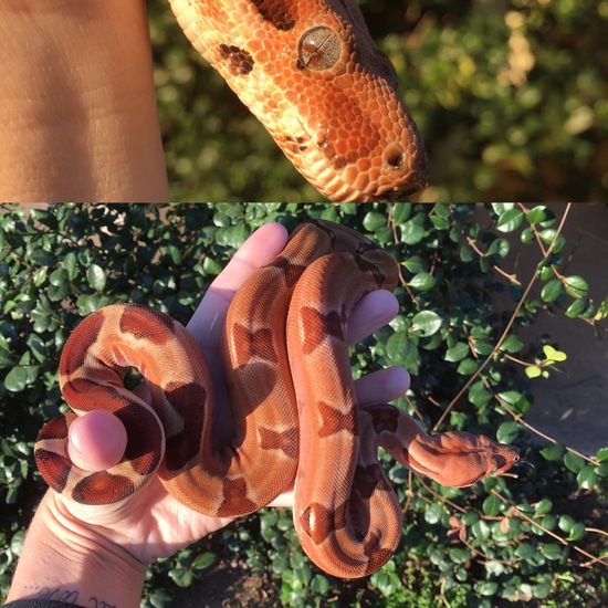 Ferrari Pastel Boa Boa Constrictor by Ashley’s reptiles