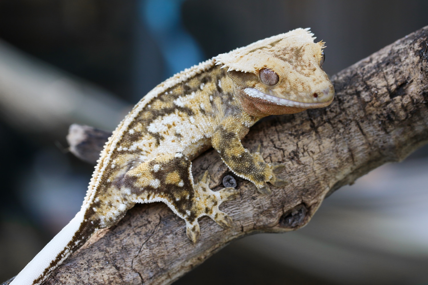 Amazing Patterned Pinstripe Crested Gecko by Ashley's Geckos - MorphMarket