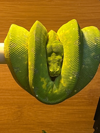 Biak Green Tree Python by Ouachita Mountain Reptiles
