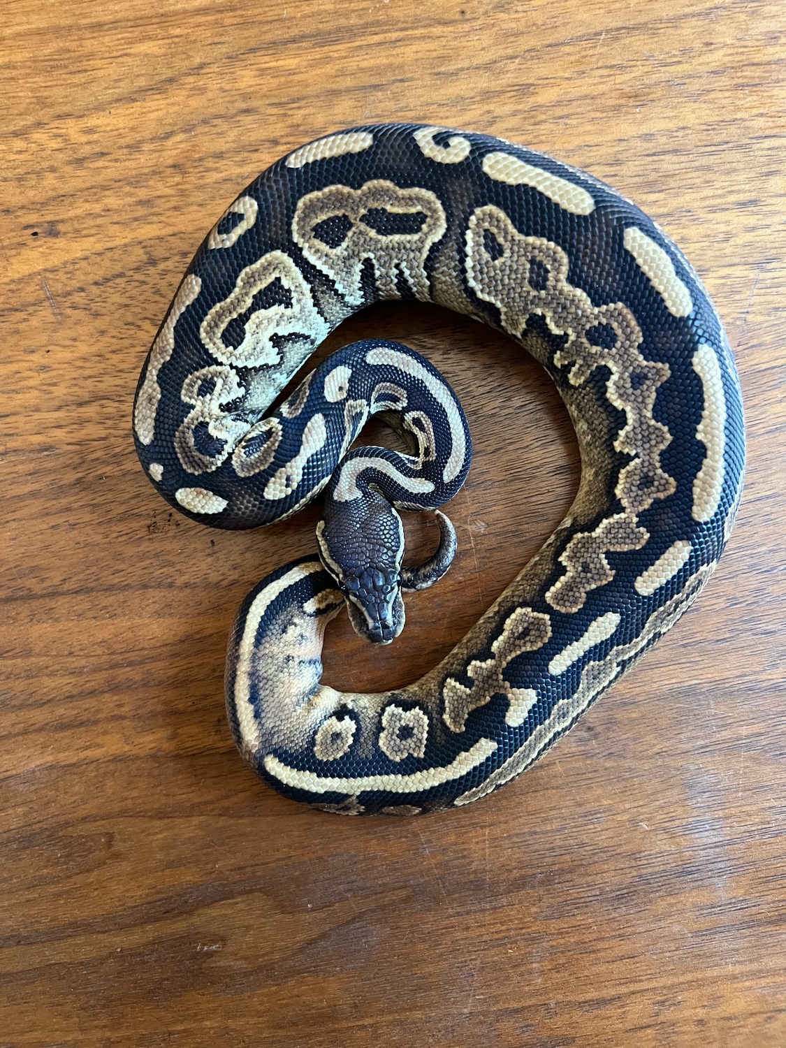 Cinnamon Yellow Belly 50% Dh Pied/lavender Albino Ringer Ball Python by ...