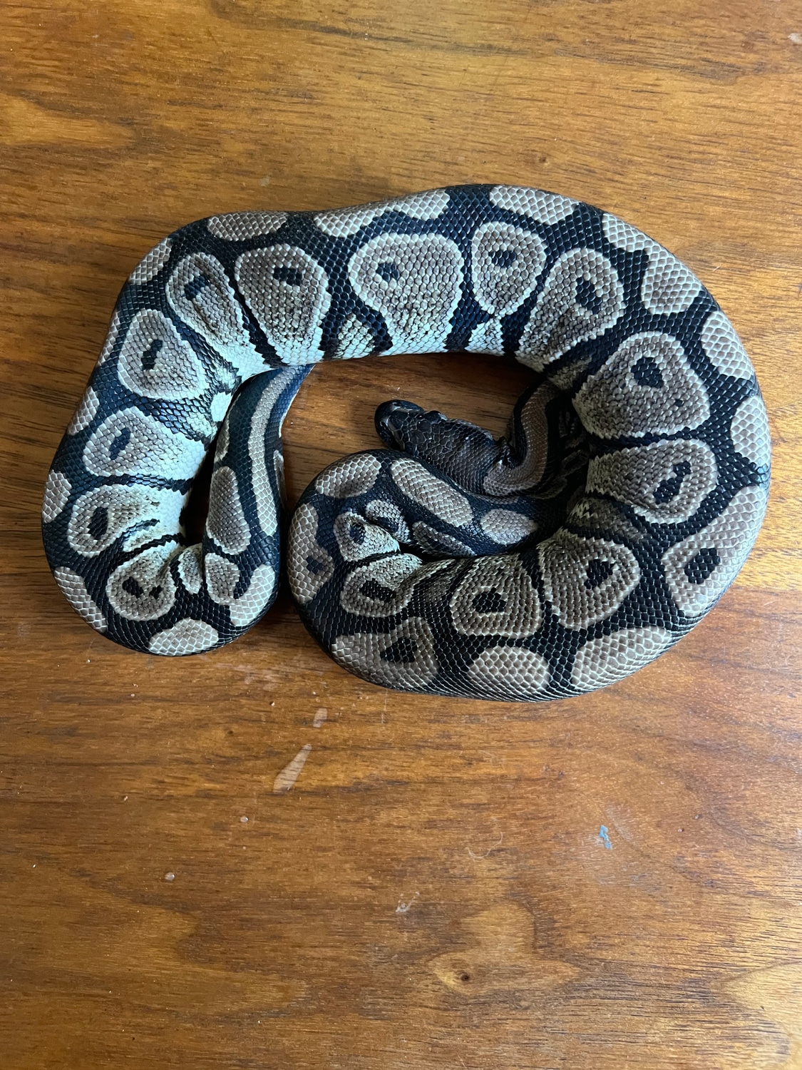 Axanthic (VPI) 66% Het Lavender Albino Ball Python by Ashely Rose ...