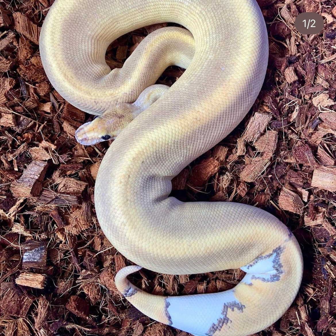 Cinnamon Champane Ball Python by Ashely Rose Reptiles - MorphMarket