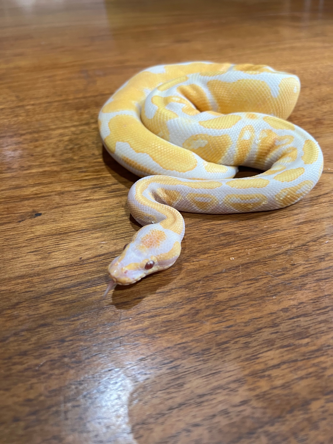 Lavender Albino Het Pied Ball Python by Ashely Rose Reptiles - MorphMarket