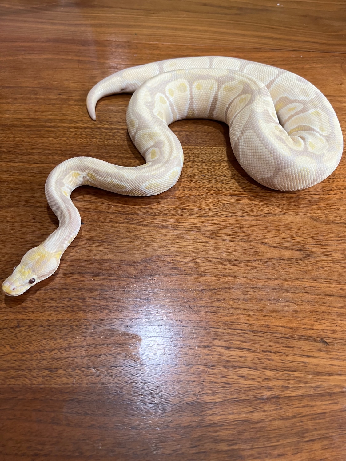 Candino Ball Python by Ashely Rose Reptiles - MorphMarket