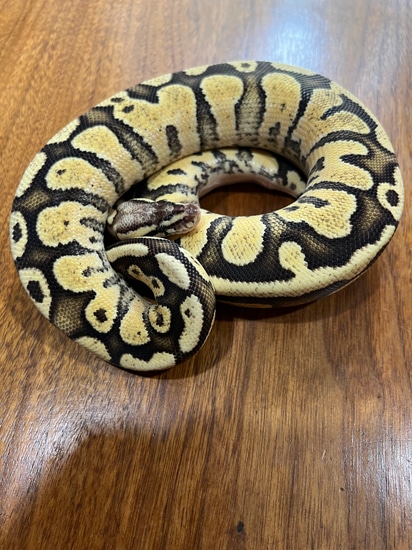 Firefly Ball Python by Ashely Rose Reptiles