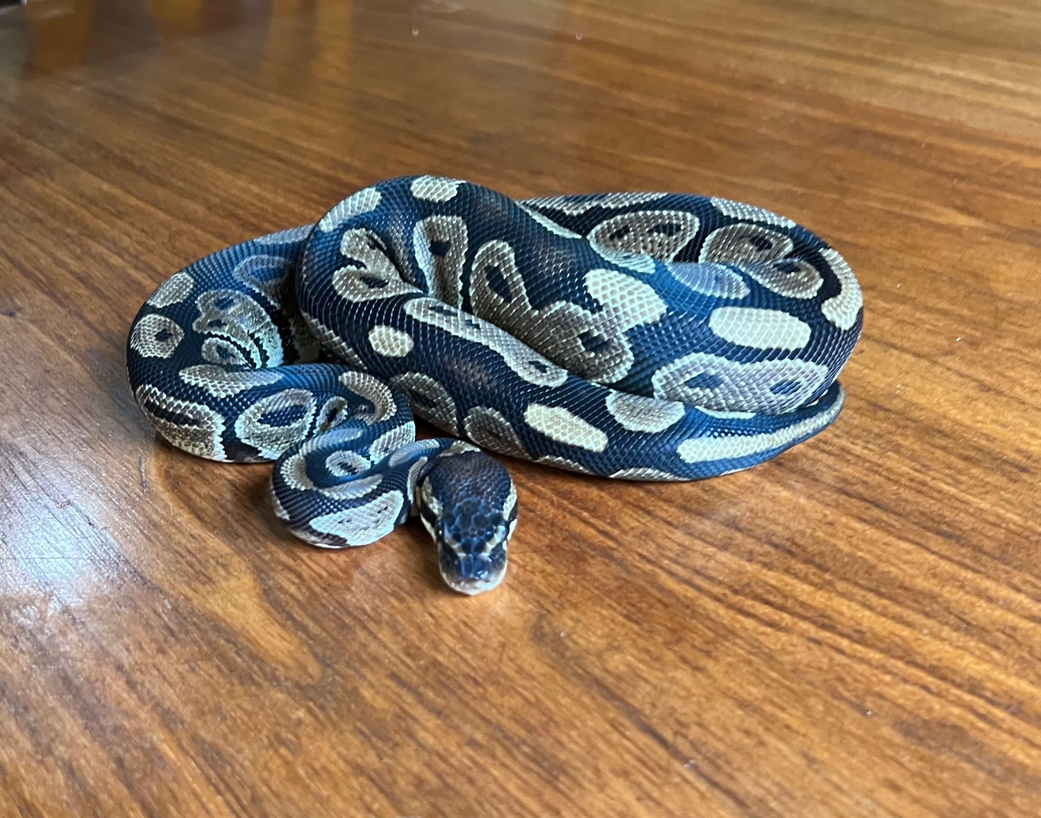 Female Het Axanthic(VPI) 66% Het Lavender Albino Ball Python by Ashely ...