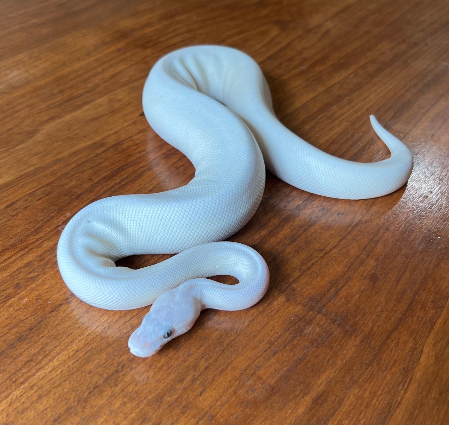 BEL Russo Mojave Ball Python by Ashely Rose Reptiles - MorphMarket