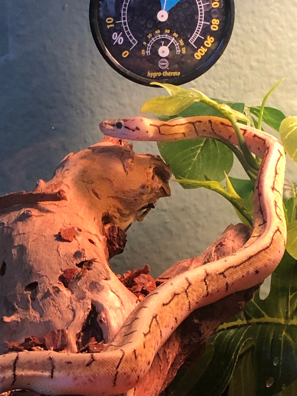Spinner Blast Ball Python by A.m. Breeders - MorphMarket