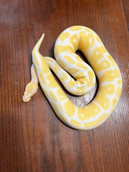 High Contrast Albino 100% Het Pied Ball Python by Royal Scales