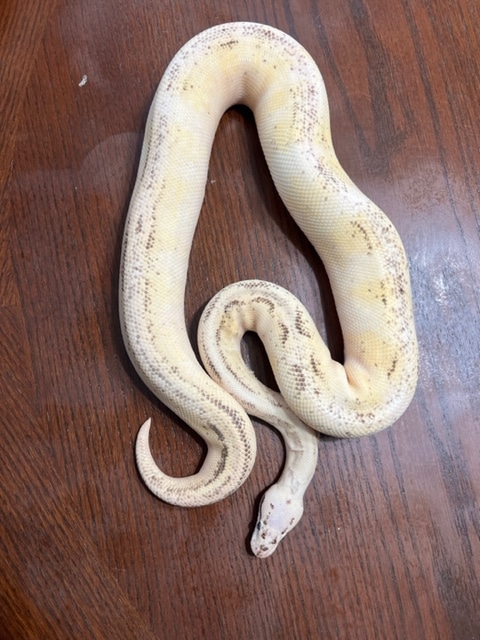 Super Pastel Super Stripe Ball Python by Royal Scales - MorphMarket