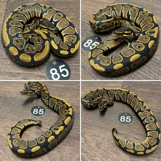 Classic Ball Python by Living Art Ball Python's