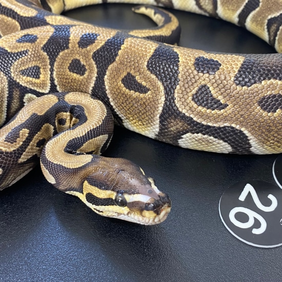 Microscale Ball Python by Living Art Ball Python's