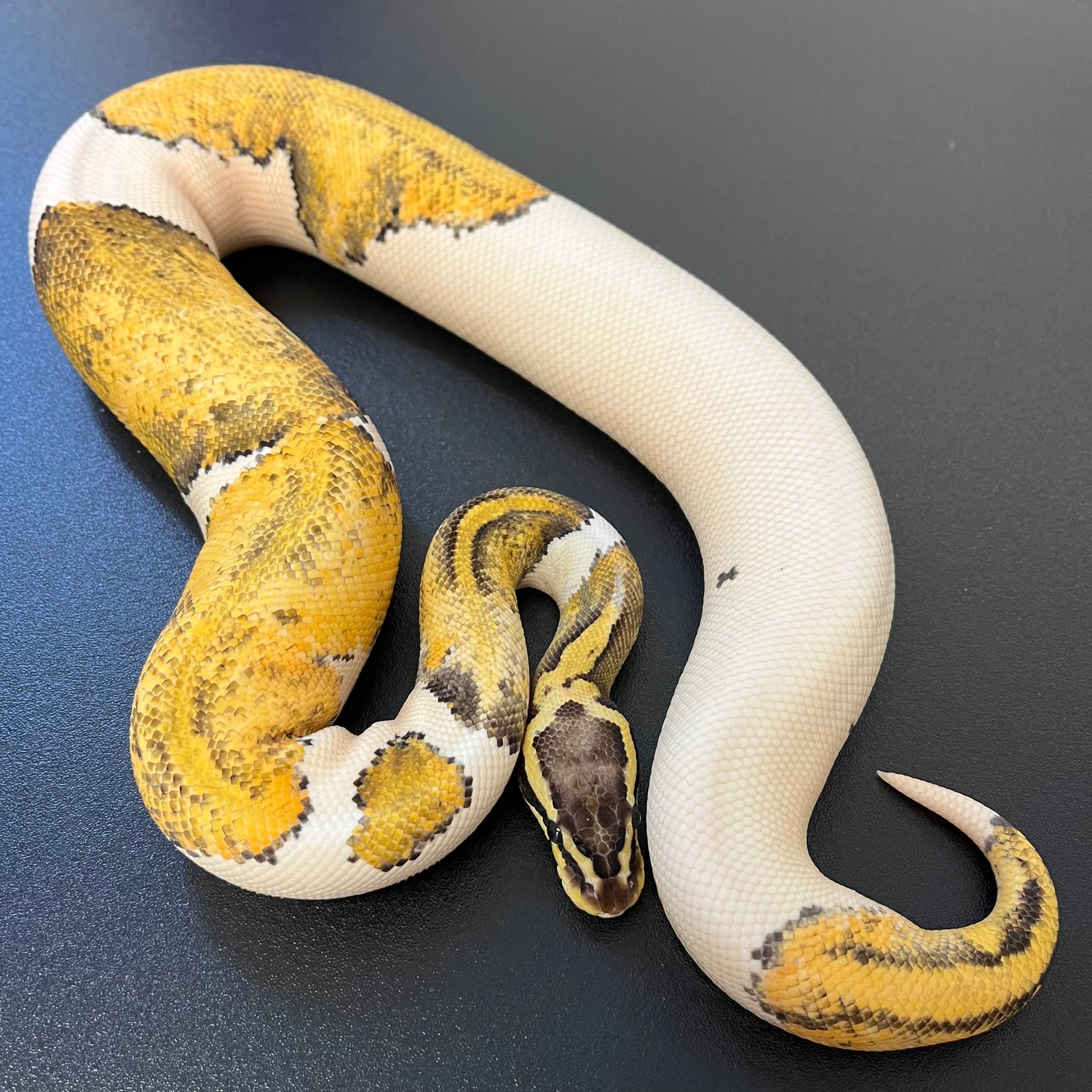 Killer Pied Ball Python by Living Art Ball Python's - MorphMarket