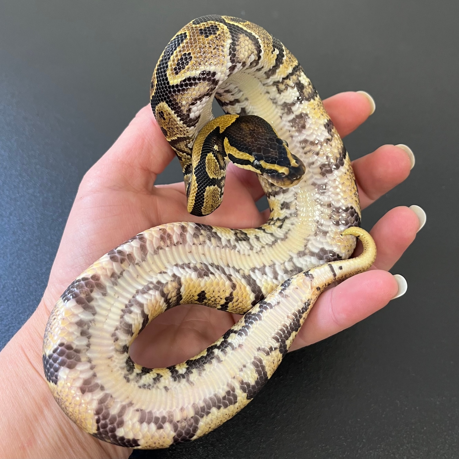 Gravel (Produced From Super Gravel) Ball Python by Living Art Ball ...