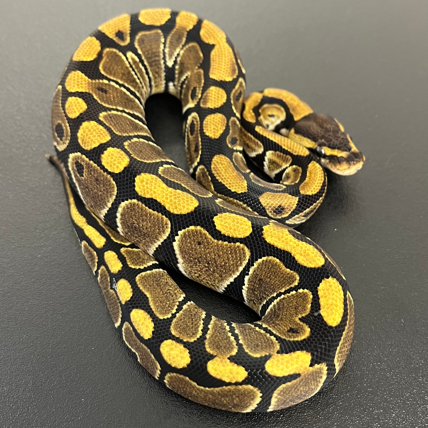 Classic 100% Het Desert Ghost 66% Het Caramel Albino Ball Python by ...