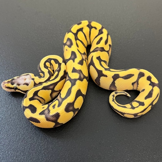 Enchi Super Pastel Yellow Belly Motley 100% Het Clown Ball Python by ...