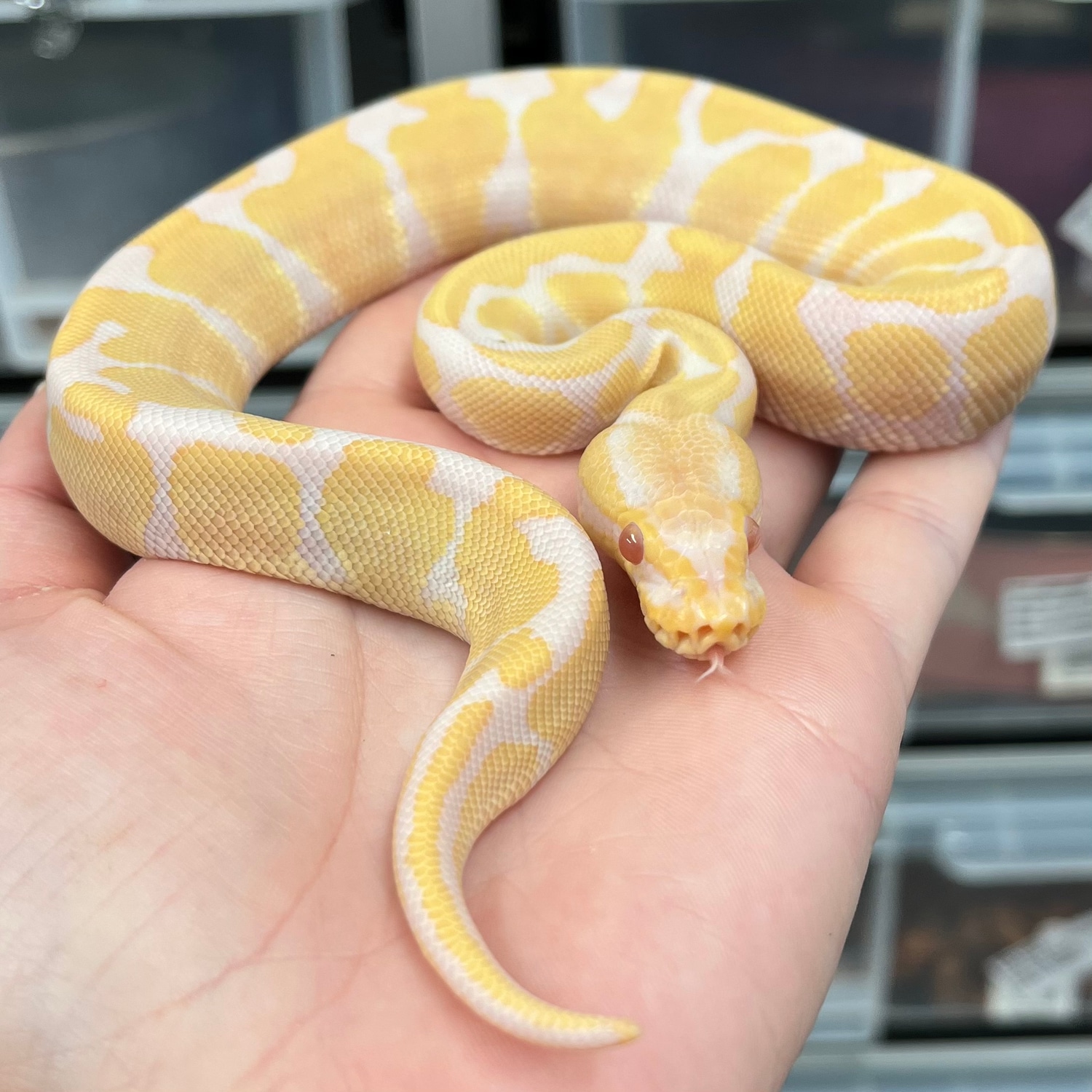 Albino Ball Python by Living Art Ball Python's - MorphMarket