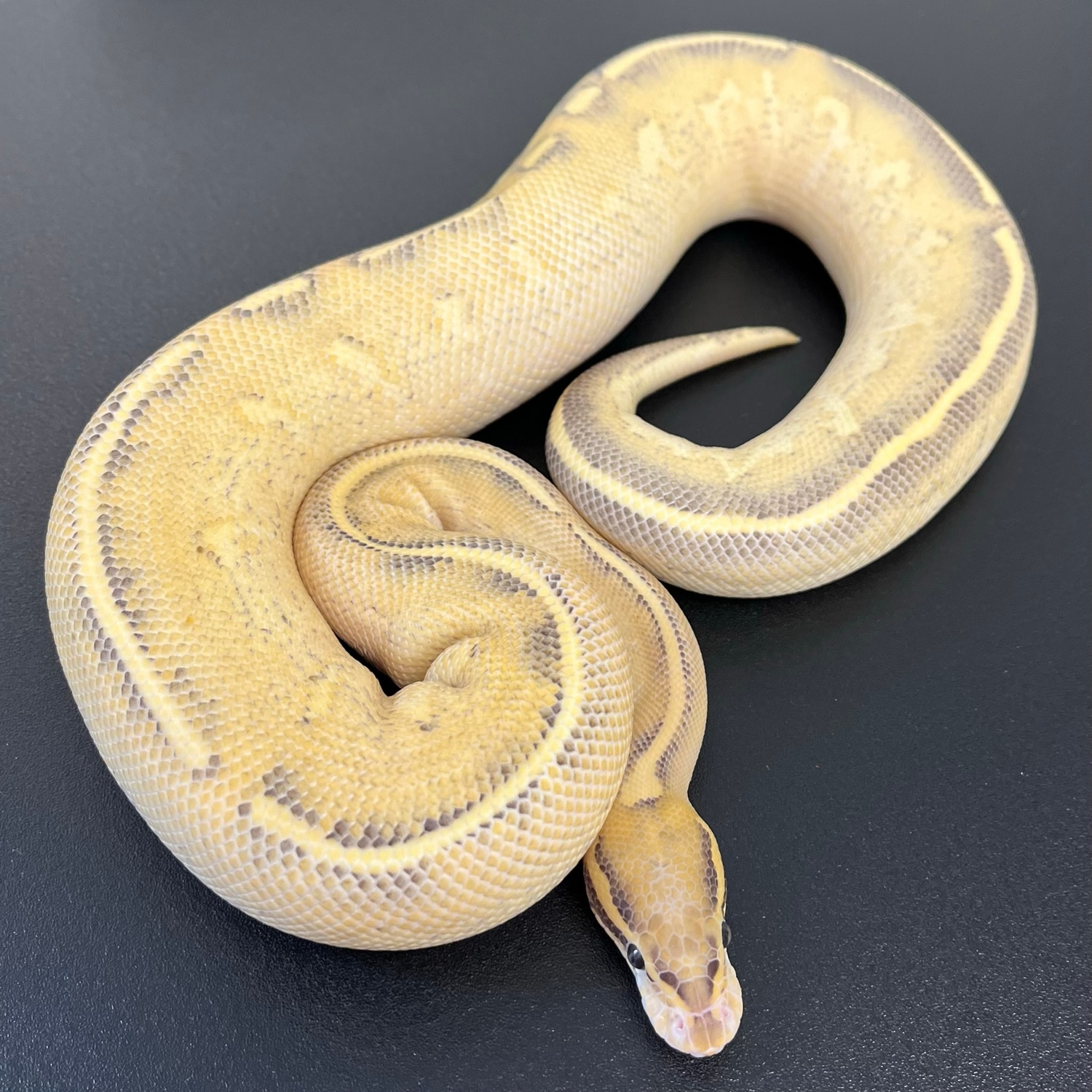 Highway Ball Python by Living Art Ball Python's - MorphMarket