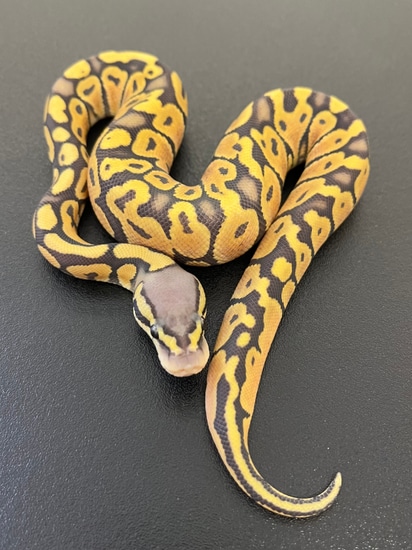 *Black Friday Sale* Pastel Orange Ghost Ball Python by Living Art Ball ...