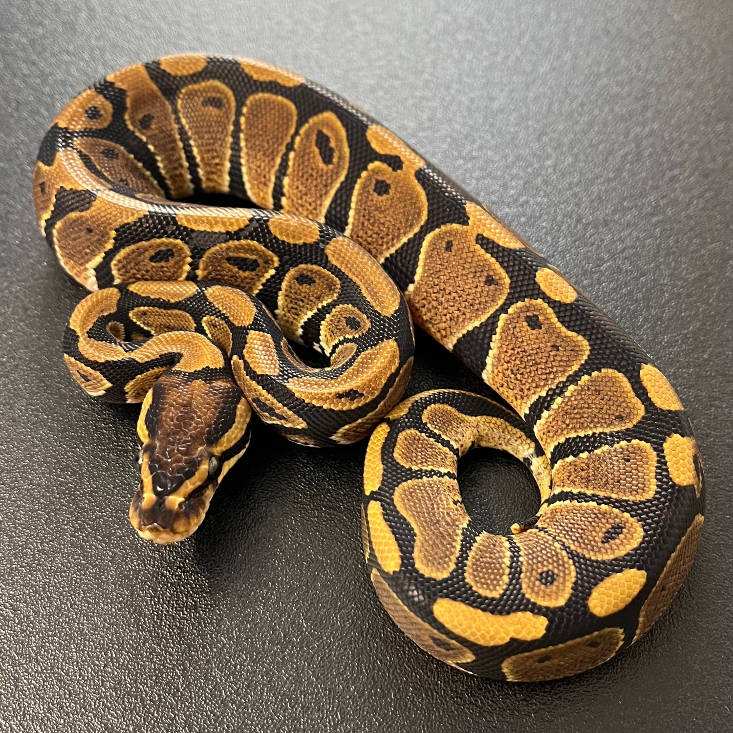 Classic 100% Het Albino 50% Het Candy Ball Python by Living Art Ball ...