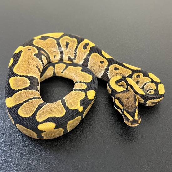 *Christmas Sale* Desert Ghost 50% Het Caramel Albino Ball Python by ...