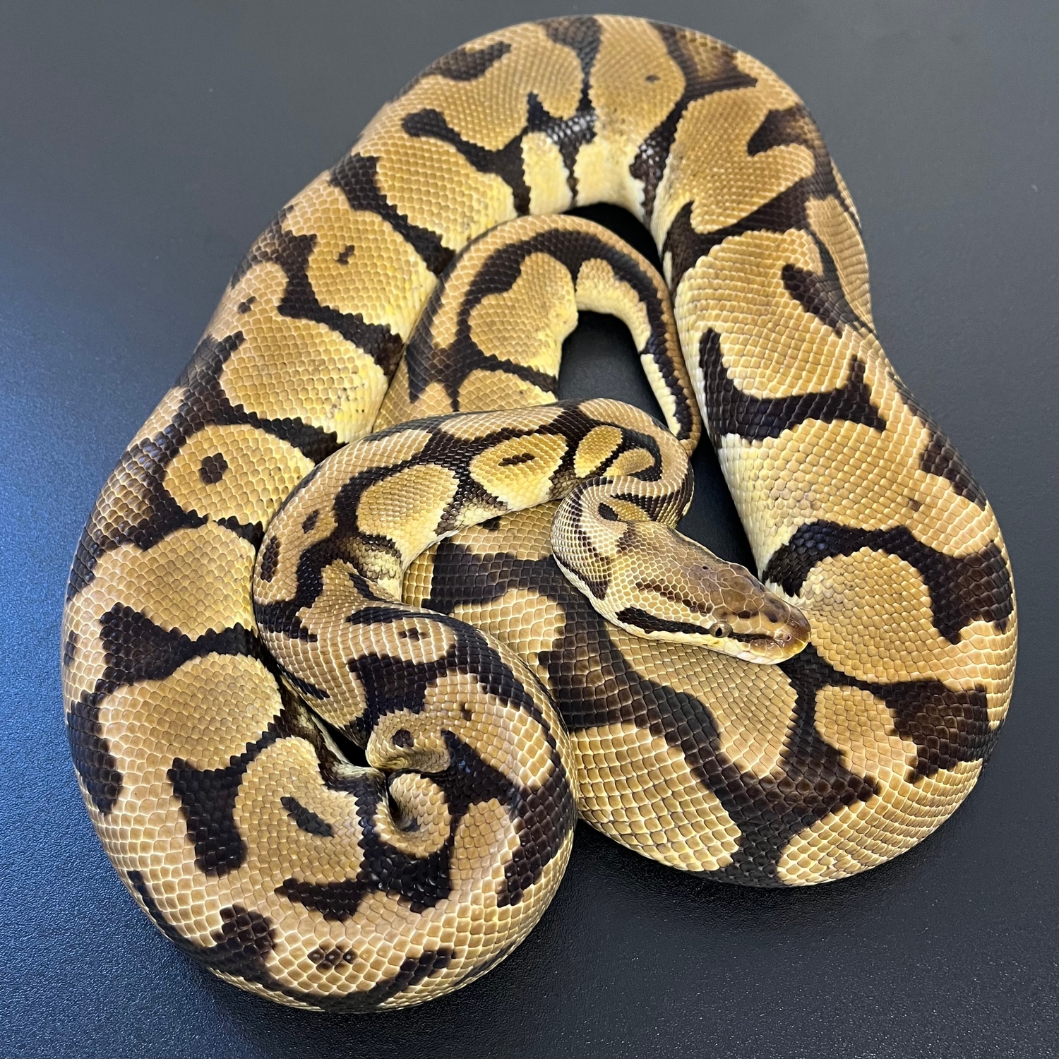 Pastel 100% Het Candy Ball Python by Living Art Ball Python's - MorphMarket