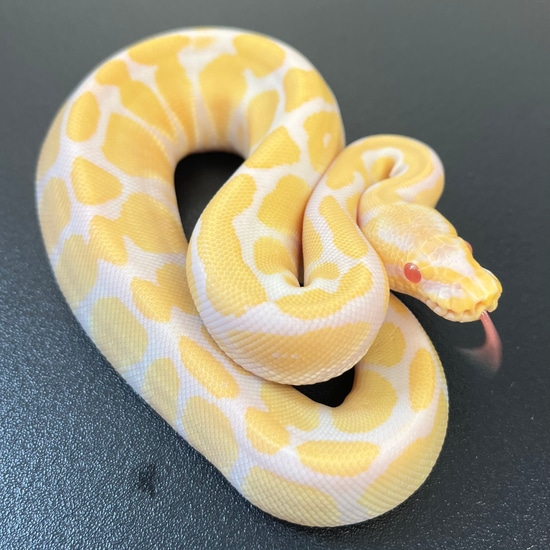 *Christmas Sale* Albino Ball Python by Living Art Ball Python's
