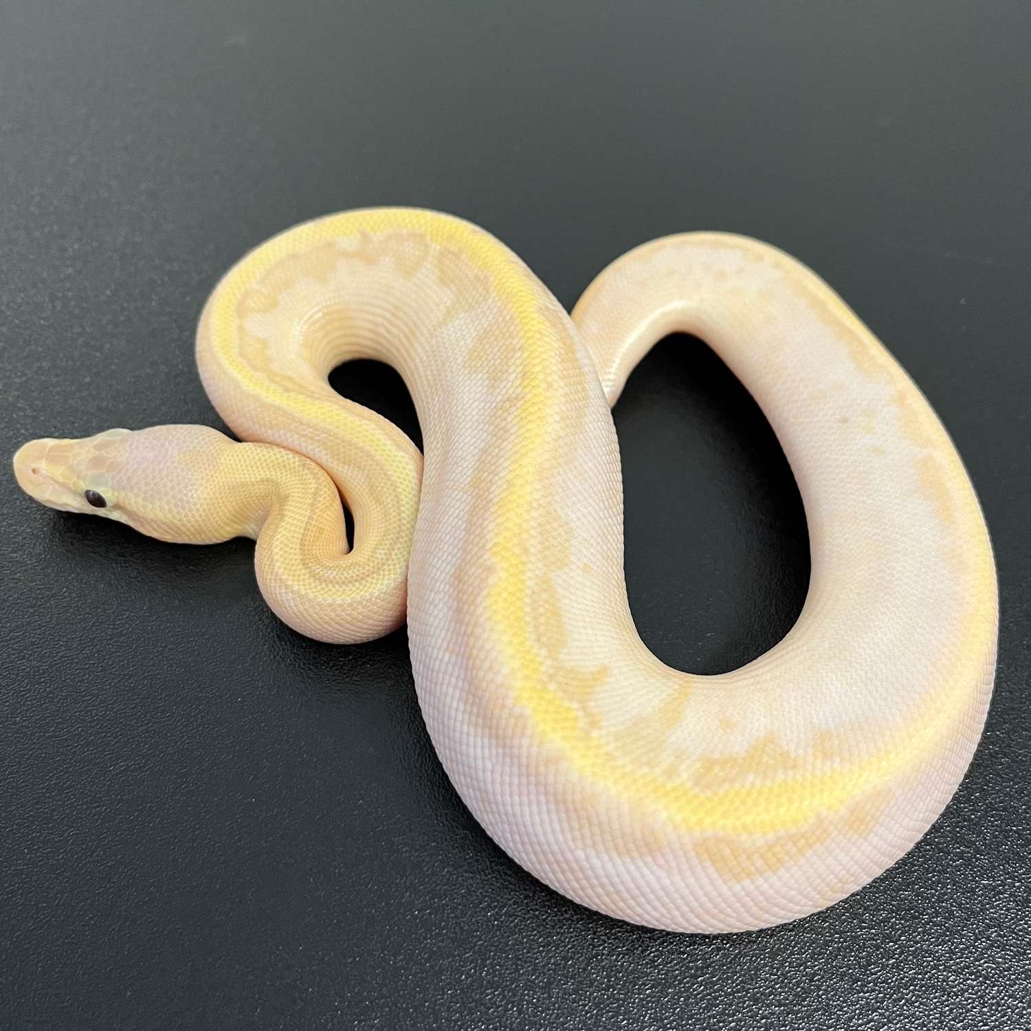 Female Maker Coral Glow Pastel (Pos Super Pastel) Calico Pinstripe 100% ...