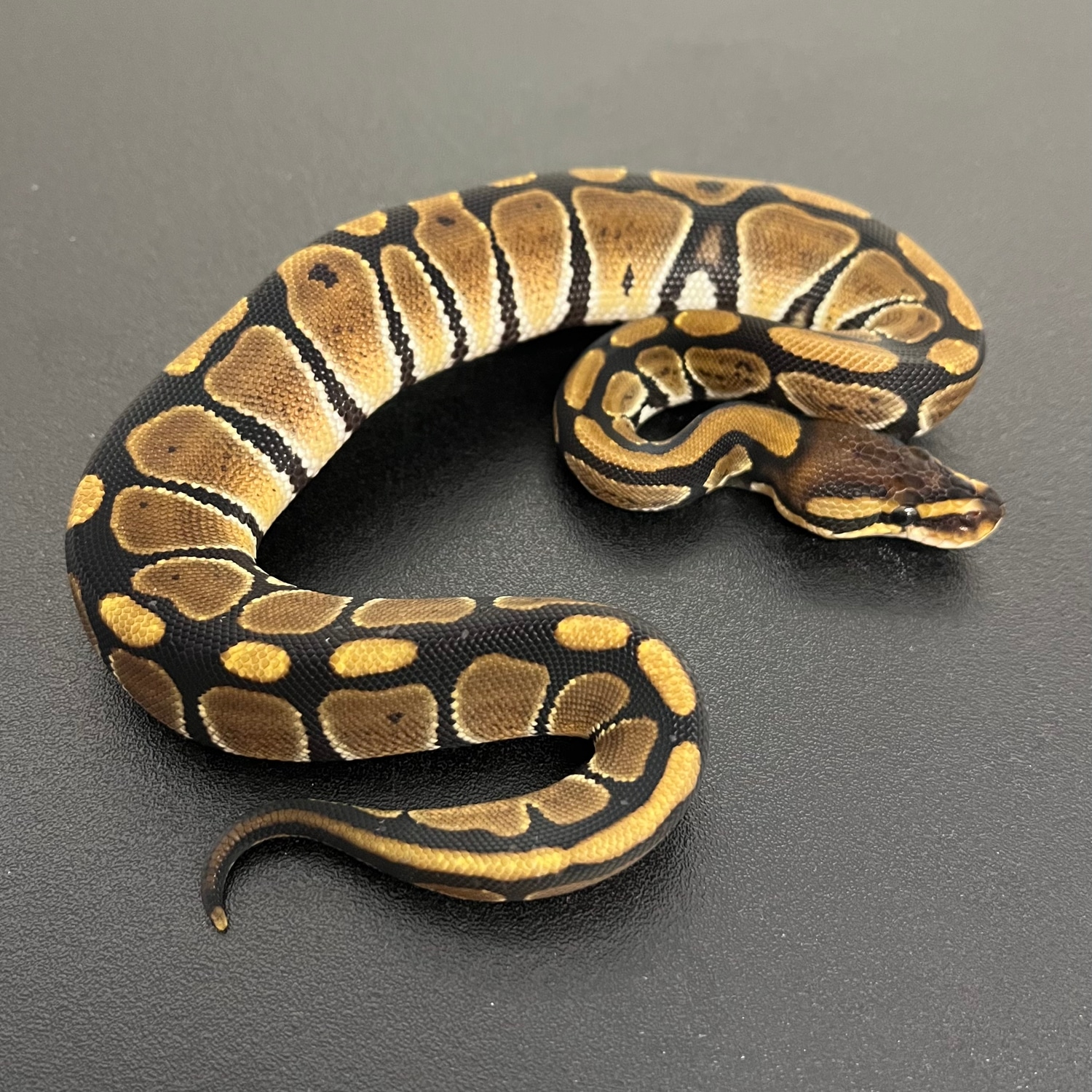 *Christmas Sale* Classic 100% Het Desert Ghost 66% Het Caramel Albino ...