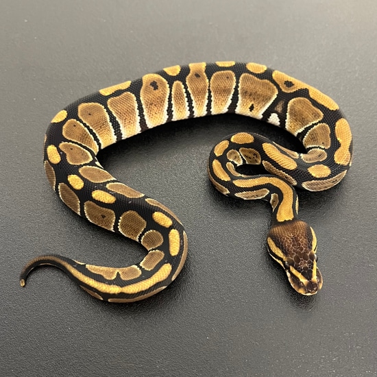 *Christmas Sale* Classic 100% Het Desert Ghost 66% Het Caramel Albino ...
