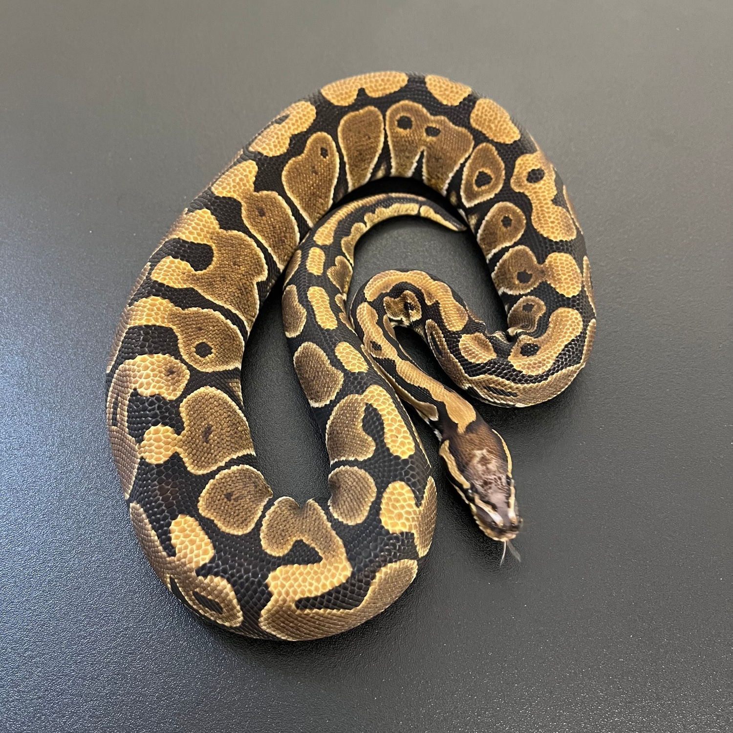 Microscale Ball Python by Living Art Ball Python's - MorphMarket