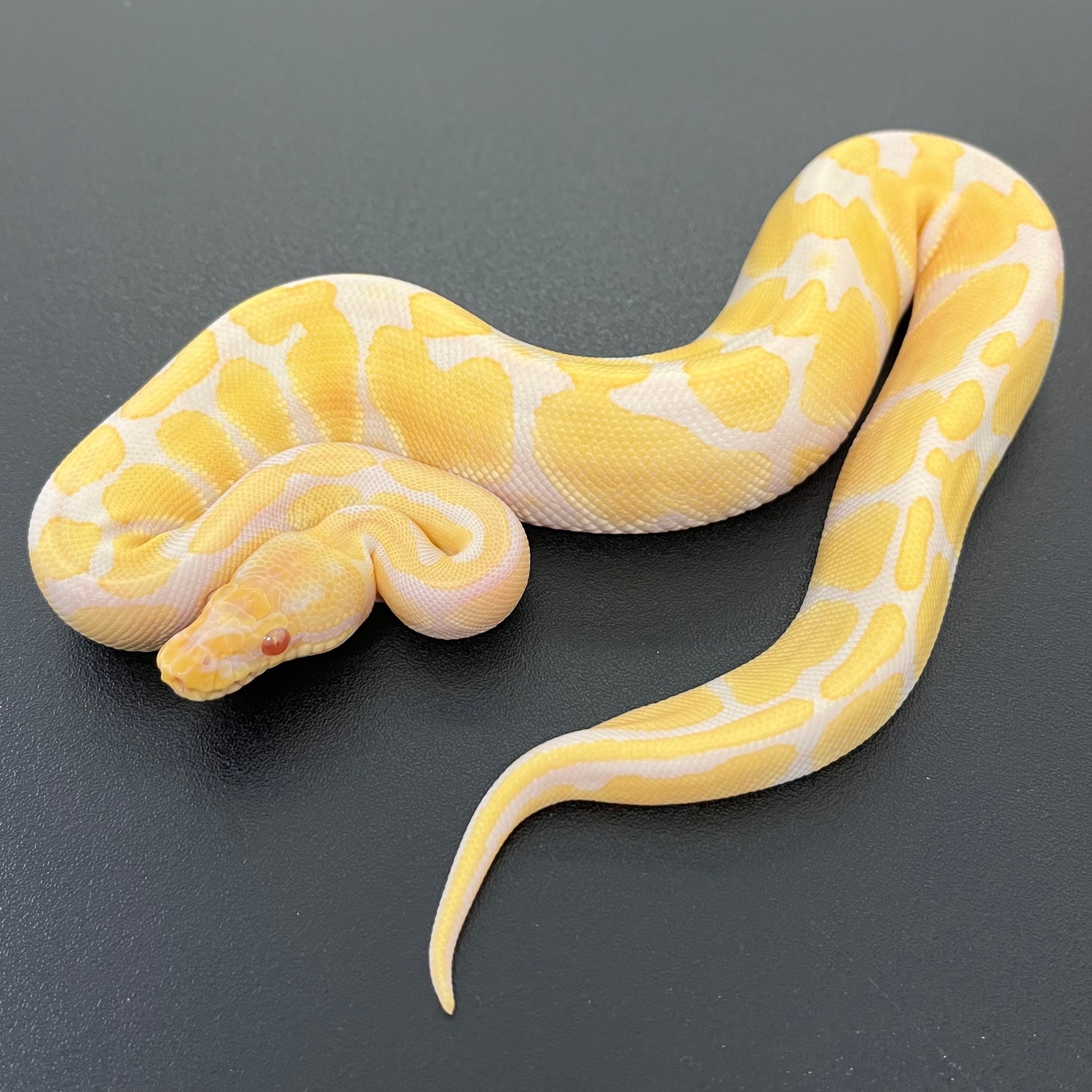 Candino Ball Python by Living Art Ball Python's - MorphMarket