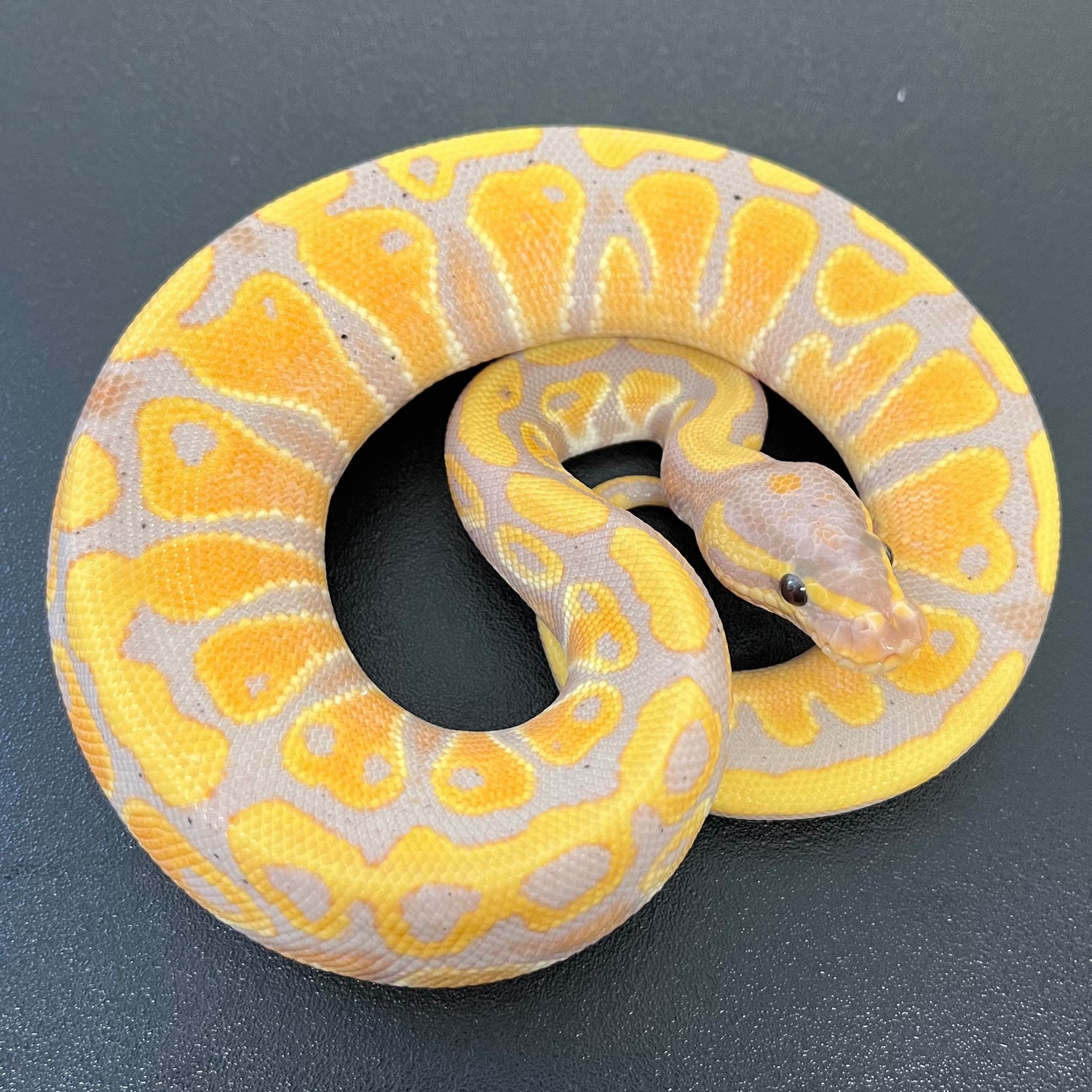 Banana 100% Het Clown 100% Het Pied Ball Python by Living Art Ball ...