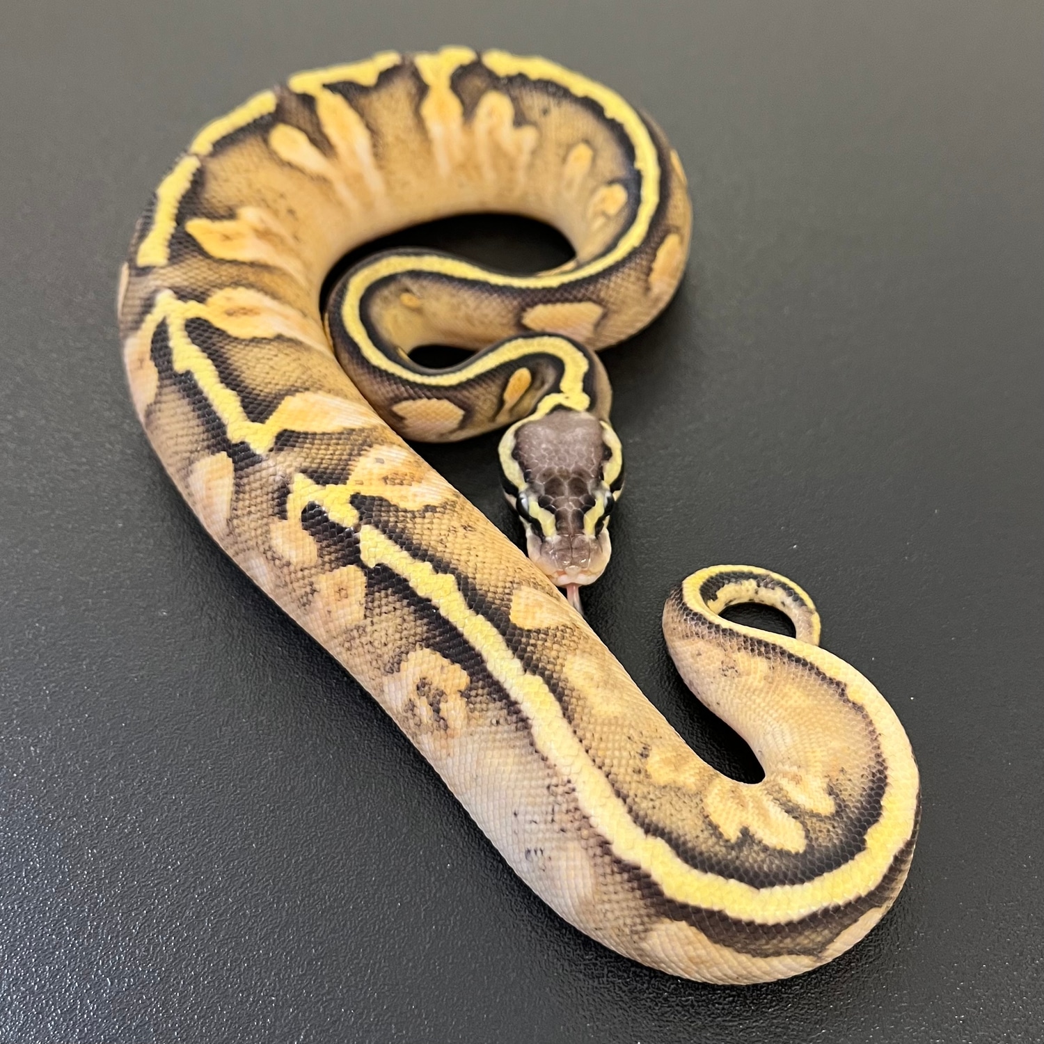 Enchi Pastel Calico 100% Het Pied Ball Python by Living Art Ball Python ...