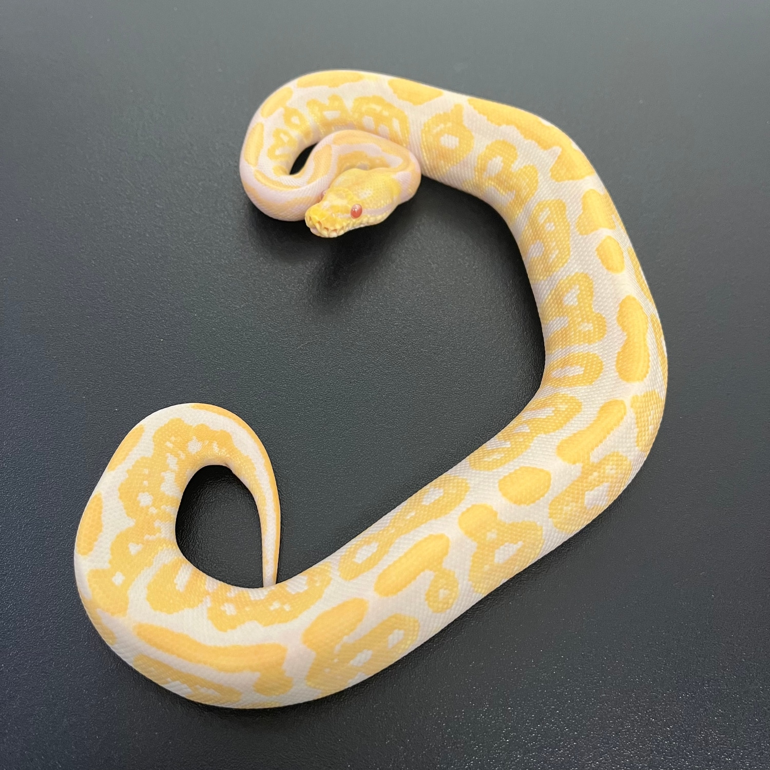 Black Pastel Albino Ball Python by Living Art Ball Python's - MorphMarket